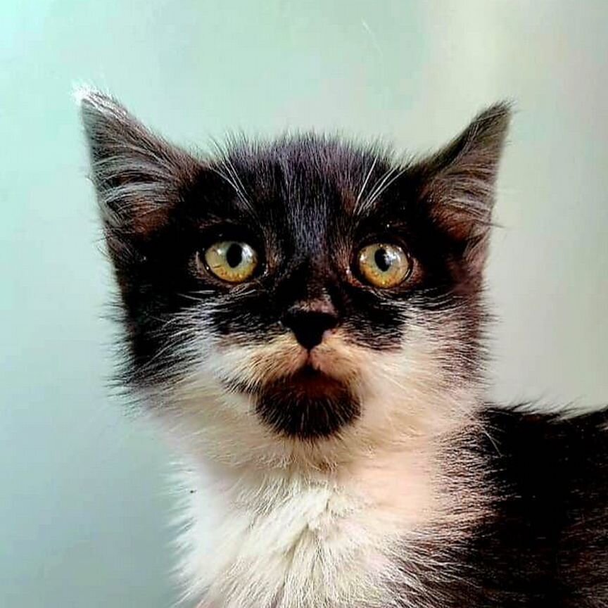 Котенок Феликс в добрые руки