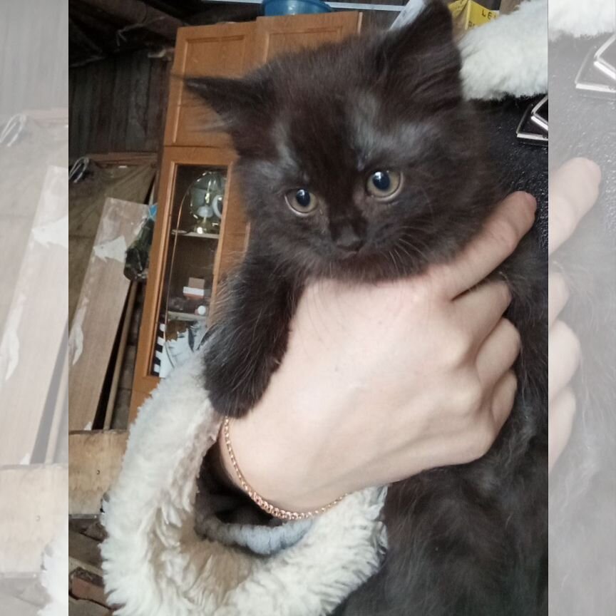 Котёнок в добрые руки