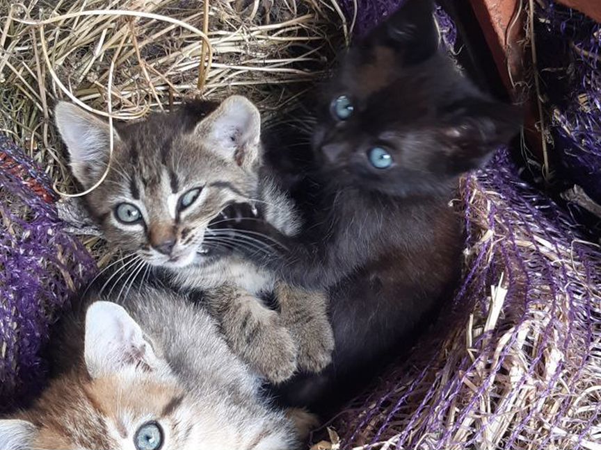 Котята - котики мягкие животики