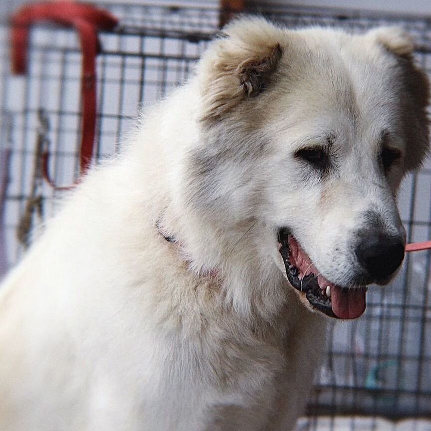 Среднеазиатская овчарка на вязку