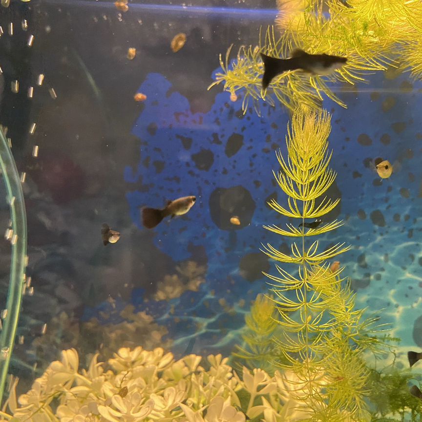 Гуппи черные