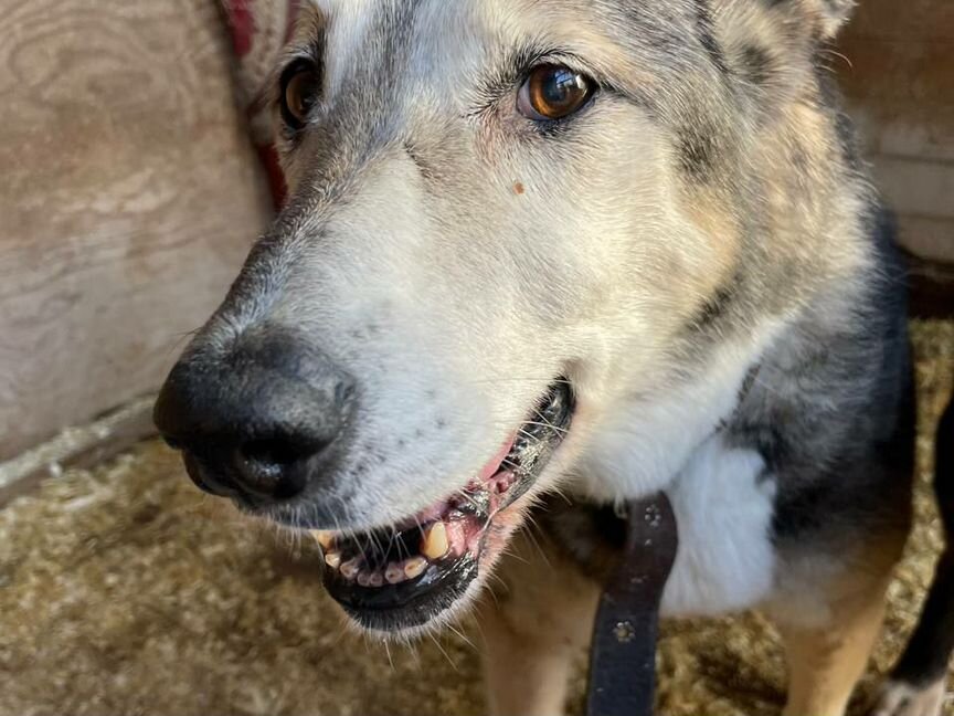 Лиза из приюта надеятся на помощь доброго сердца