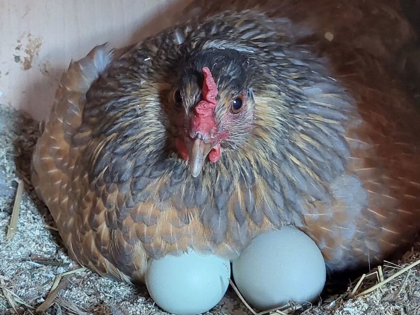 Инкубационное яйцо