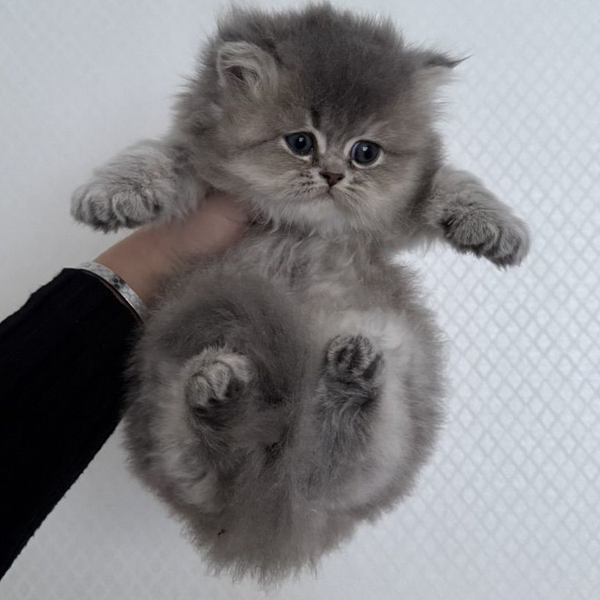 Британский длинношёрстный котёнок