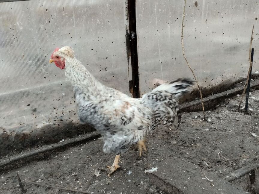 Петух, куры молодки