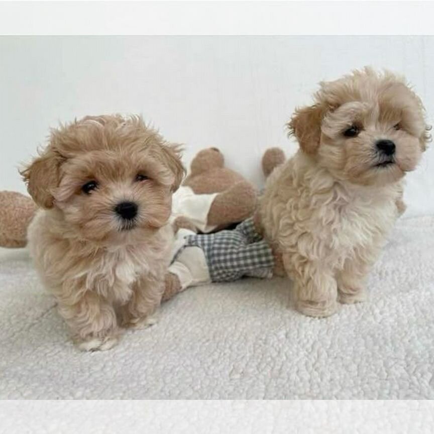 Мальтипу, щенок