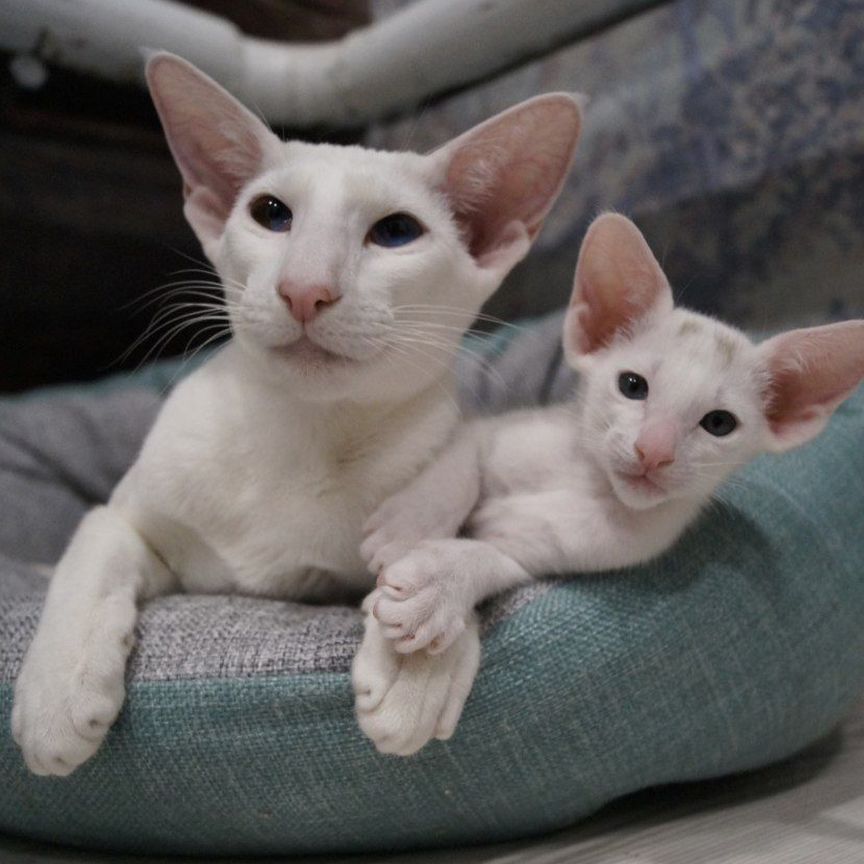 Ориентальные котята девочки