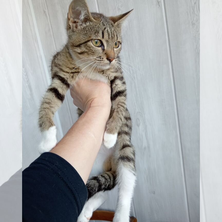 Котёнок девочка бесплатно