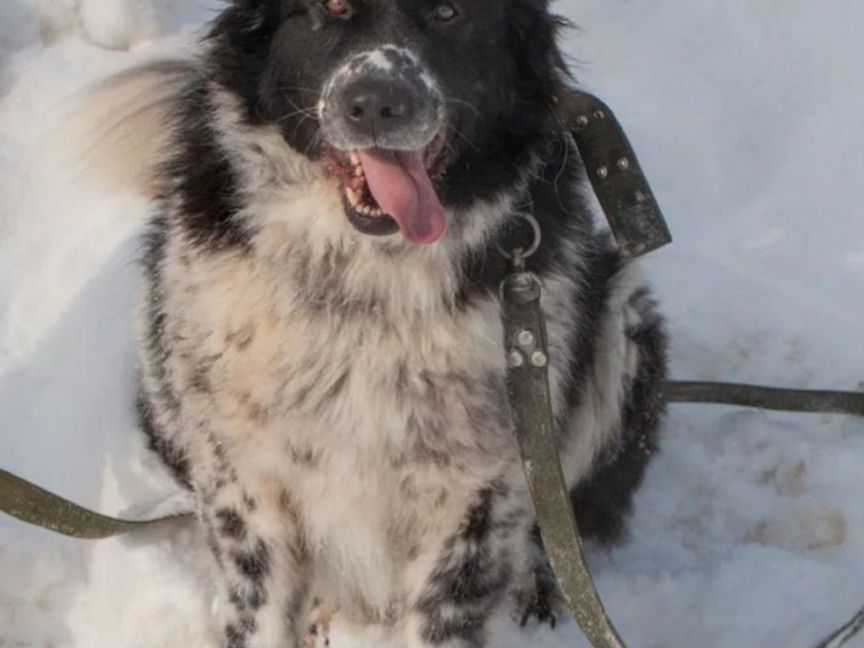Кристофер метис Московской сторожевой в Приюте