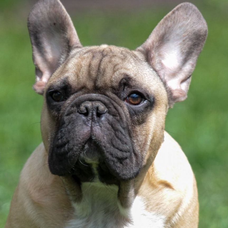 Французский бульдог, щенок