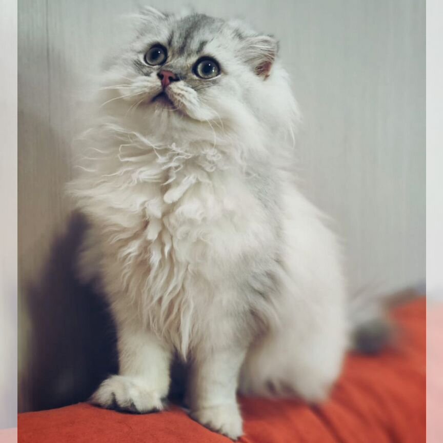 Шотландский котик с документами