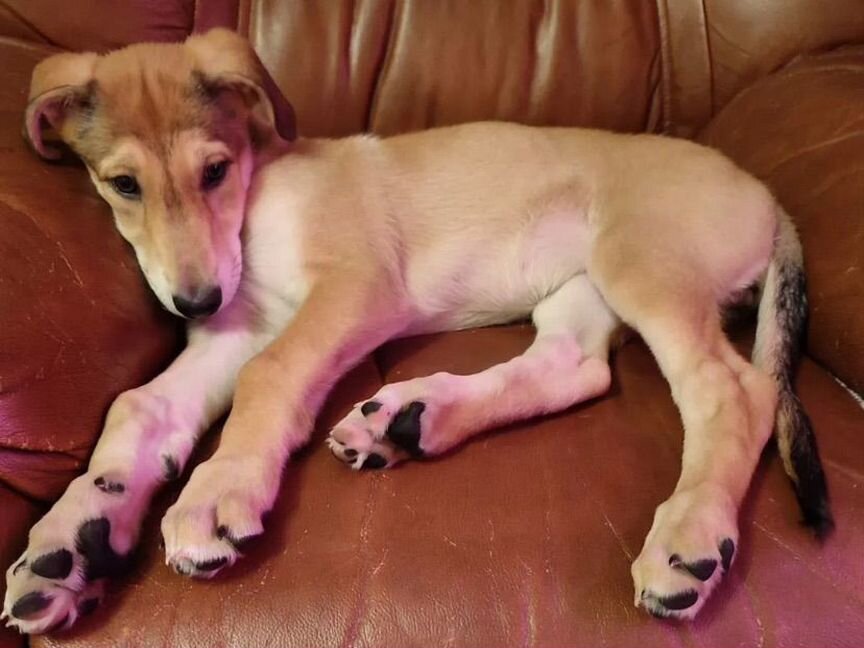 Хортая борзая