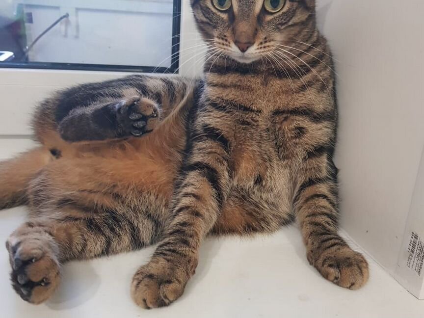 Молодая киса в добрые руки. Она любит стирать;)