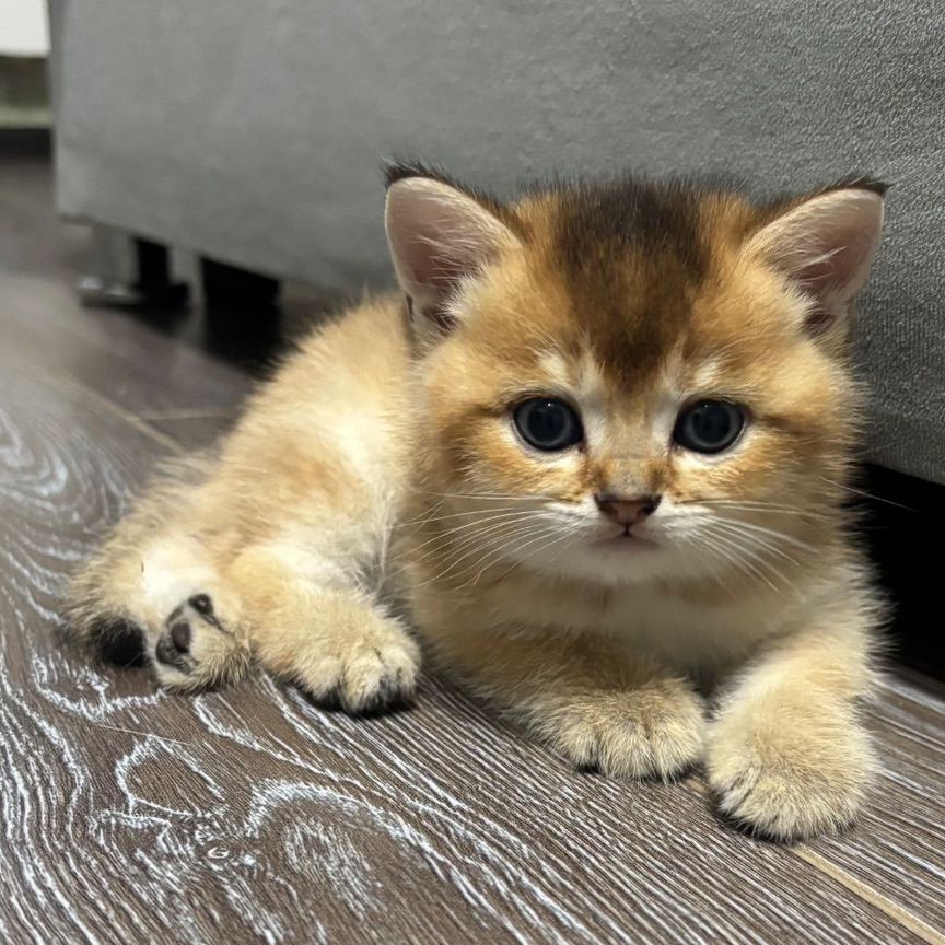 Британский короткошёрстный котёнок