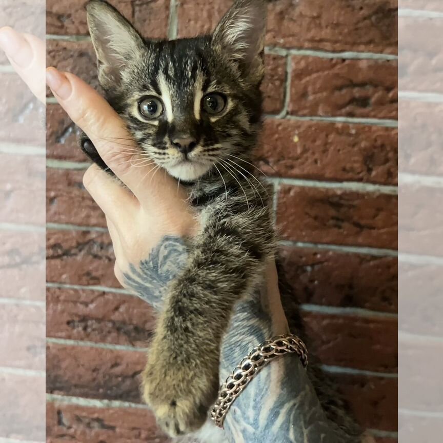 Котёнок от частного владельца
