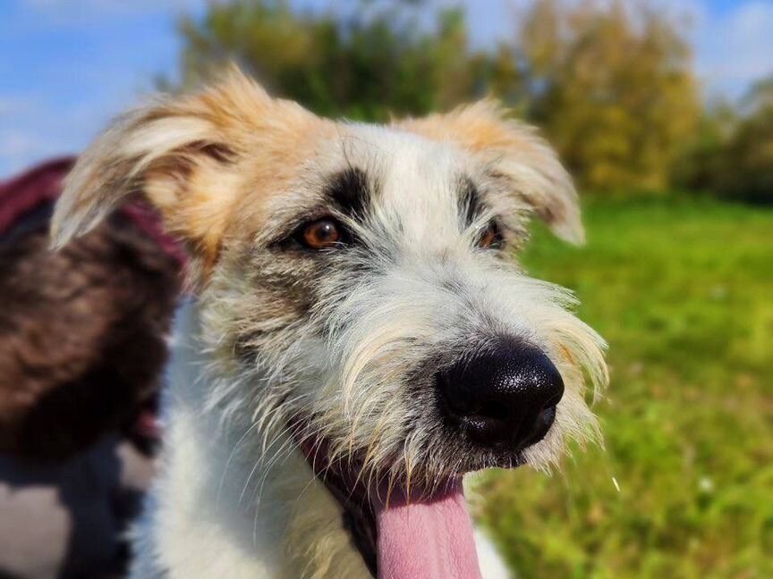 Фокстерьер