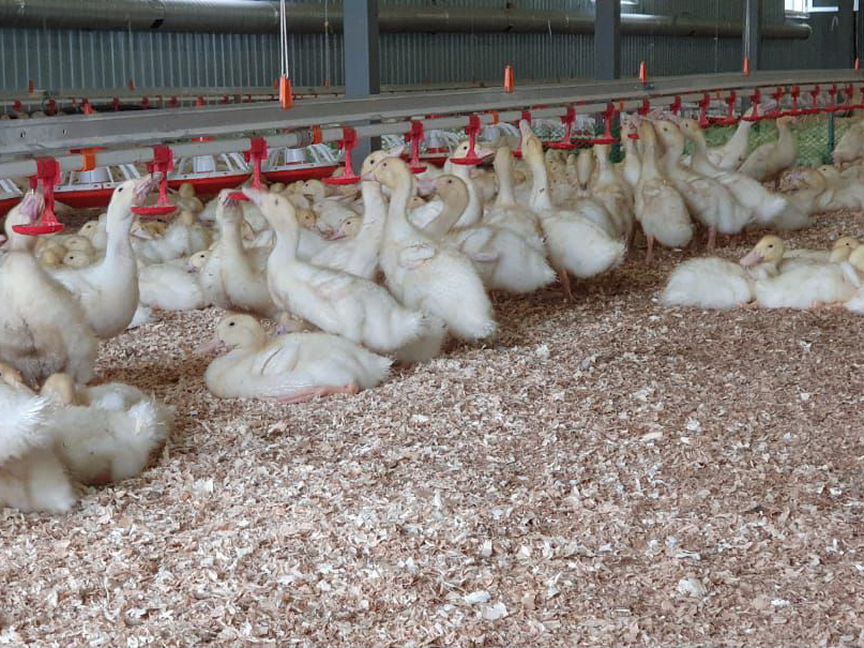 Утки, муларды