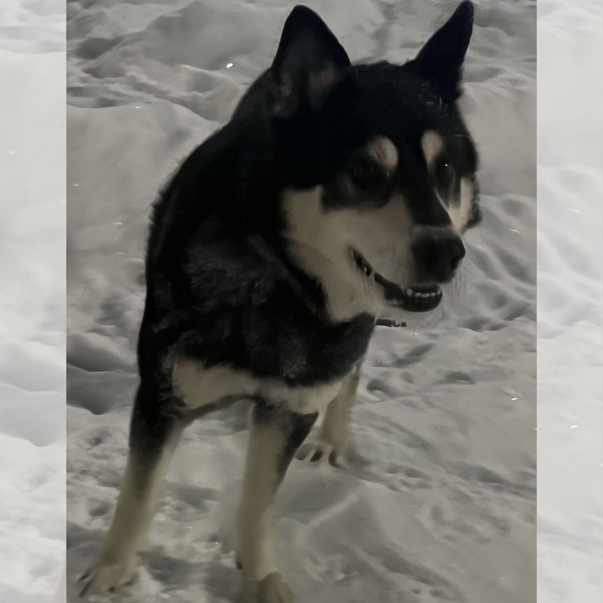 Сибирский хаски, взрослый пёс