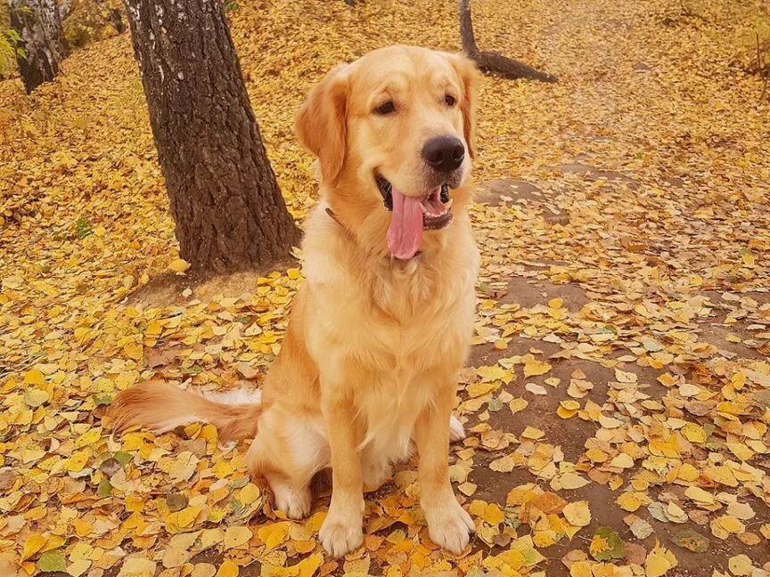 Вязка Золотистый ретривер