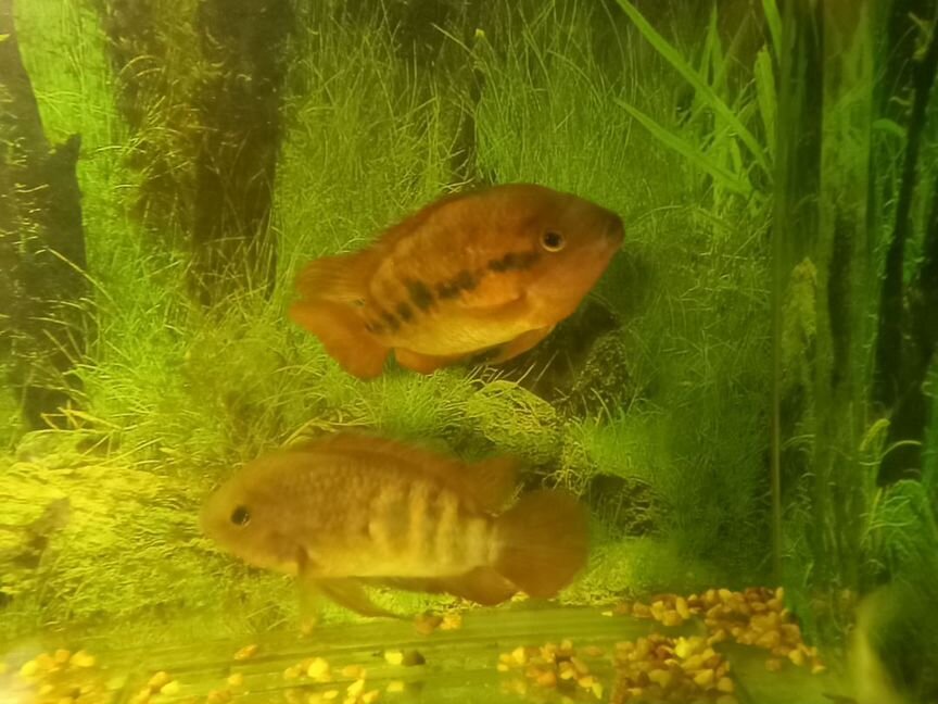 Цихлиды бесплатно обмен