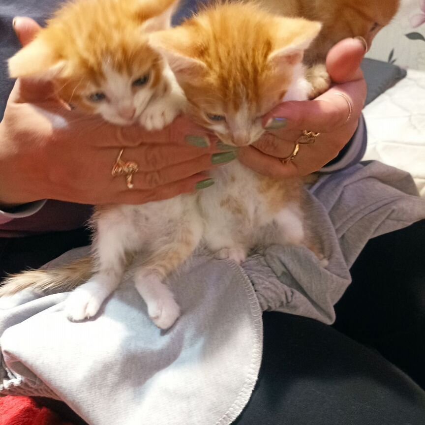 Котята в добрые руки