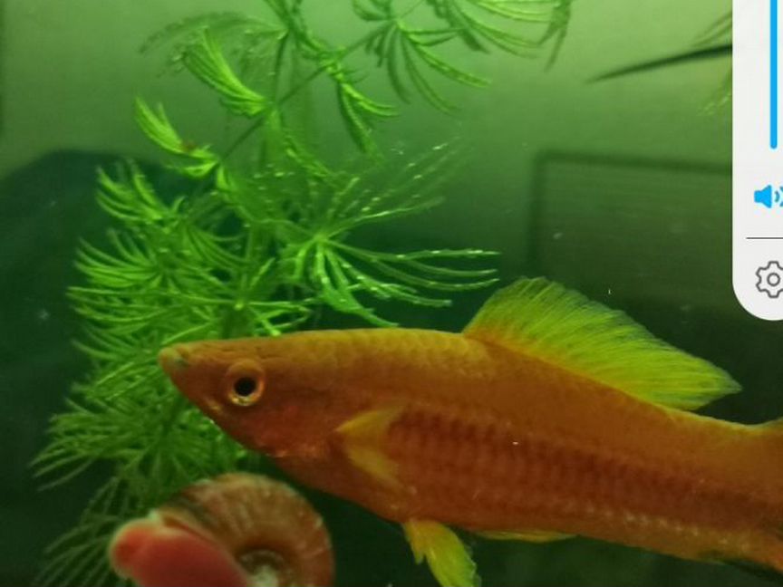 Улитки аквариумные и трава