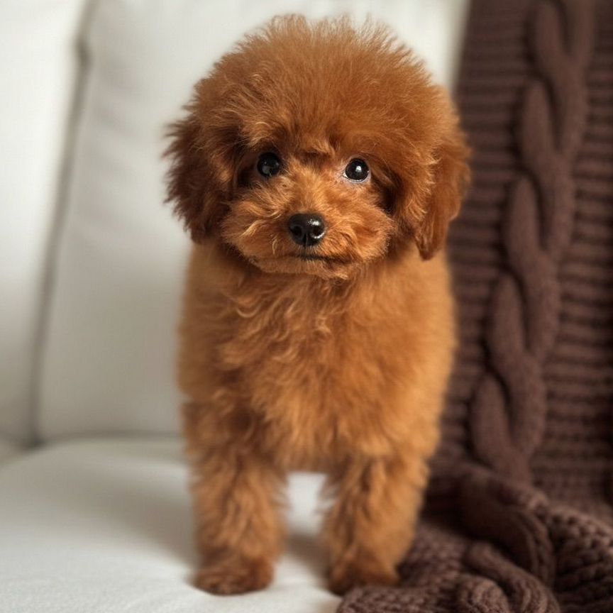 Той-пудель, щенок