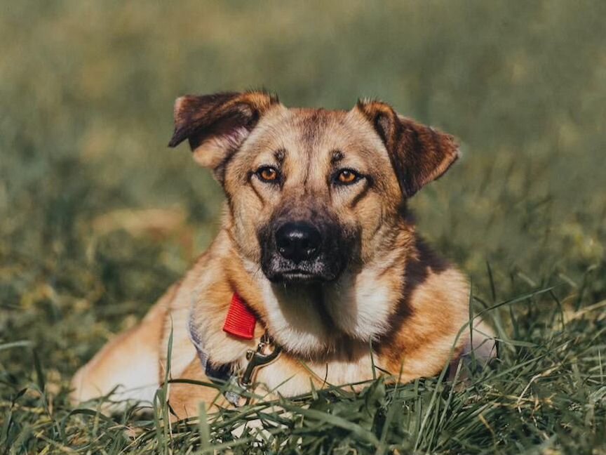 Собака в добрые руки