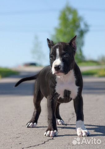 Стаффордширский терьер