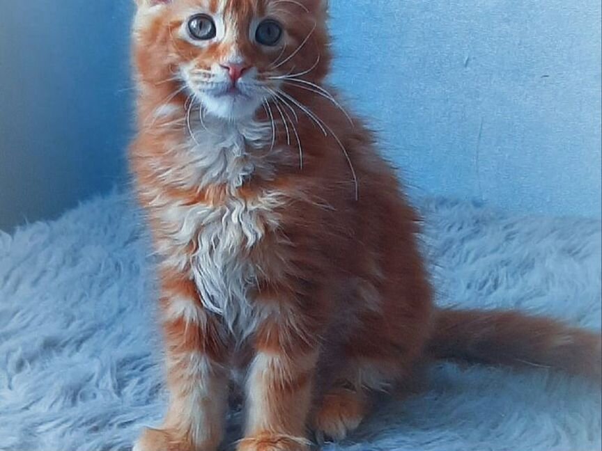 Породистые котята мейн-кун