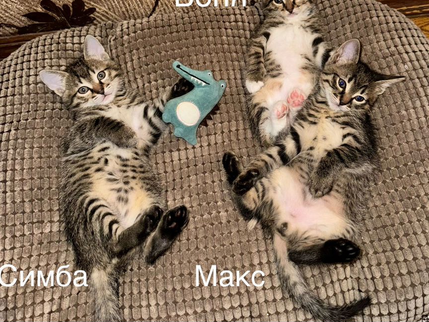 Котята в добрые руки