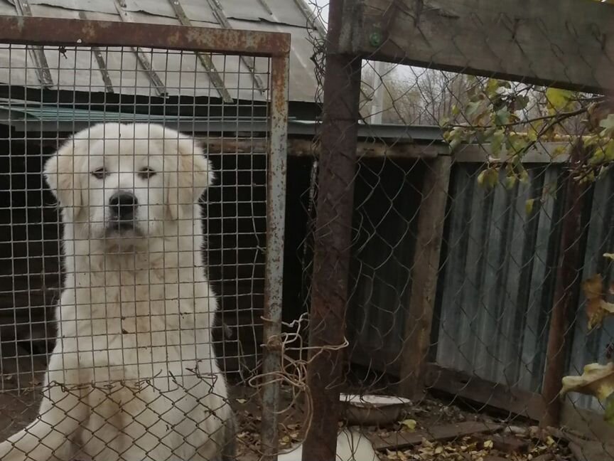 Кутята алабаи