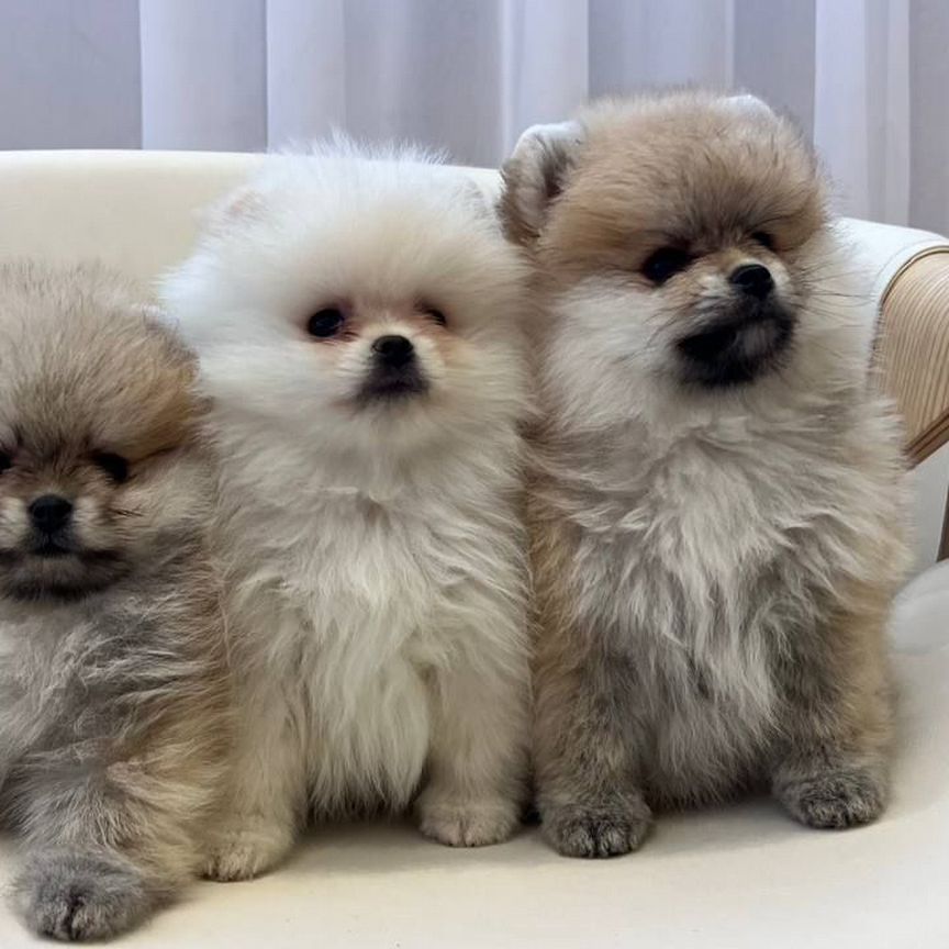 Померанский шпиц, щенок