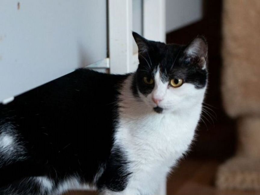 Очаровательная кошечка Лика в добрые руки