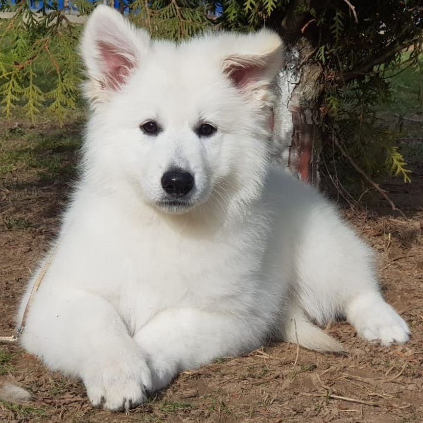 Белая швейцарская овчарка, щенок