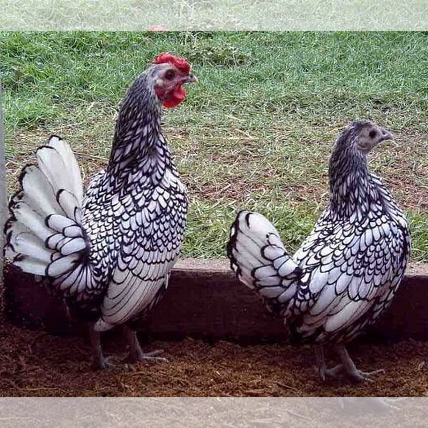 Куры сибрайты