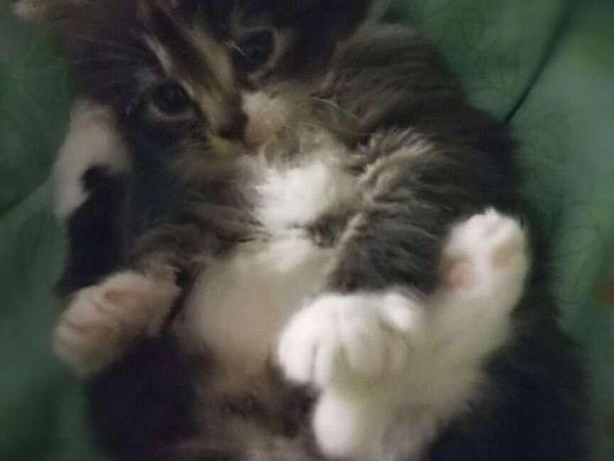 Котёнок - антидепрессант