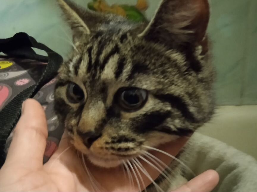 Котик в добрые руки