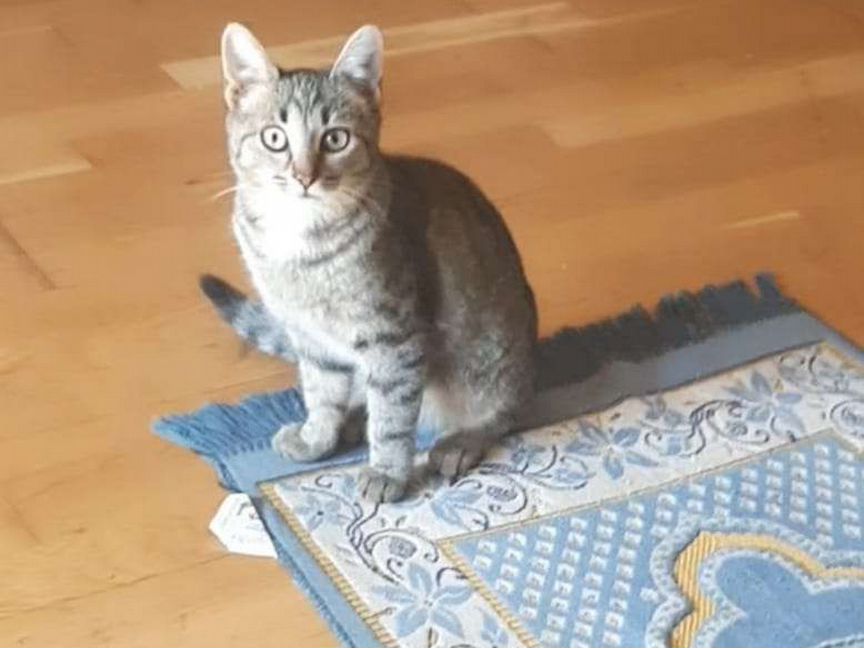 Кошка моей сестры