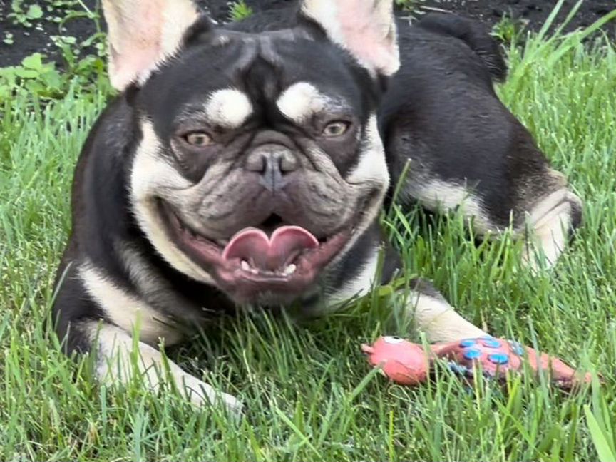 Шикарный мальчик