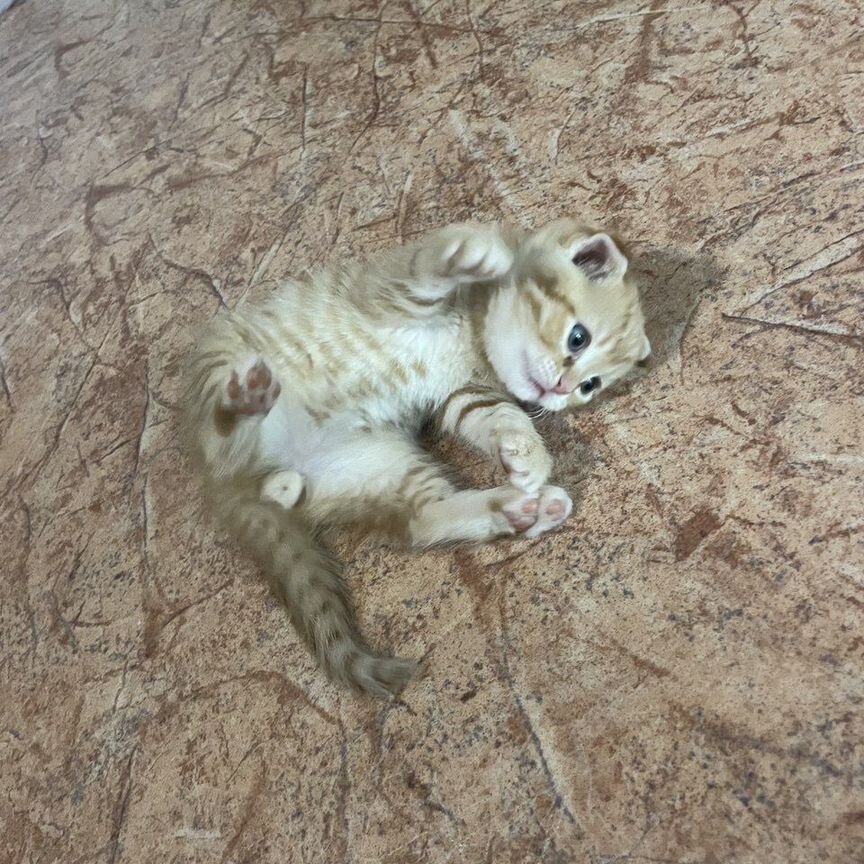 Шотландский вислоухий короткошёрстный котёнок