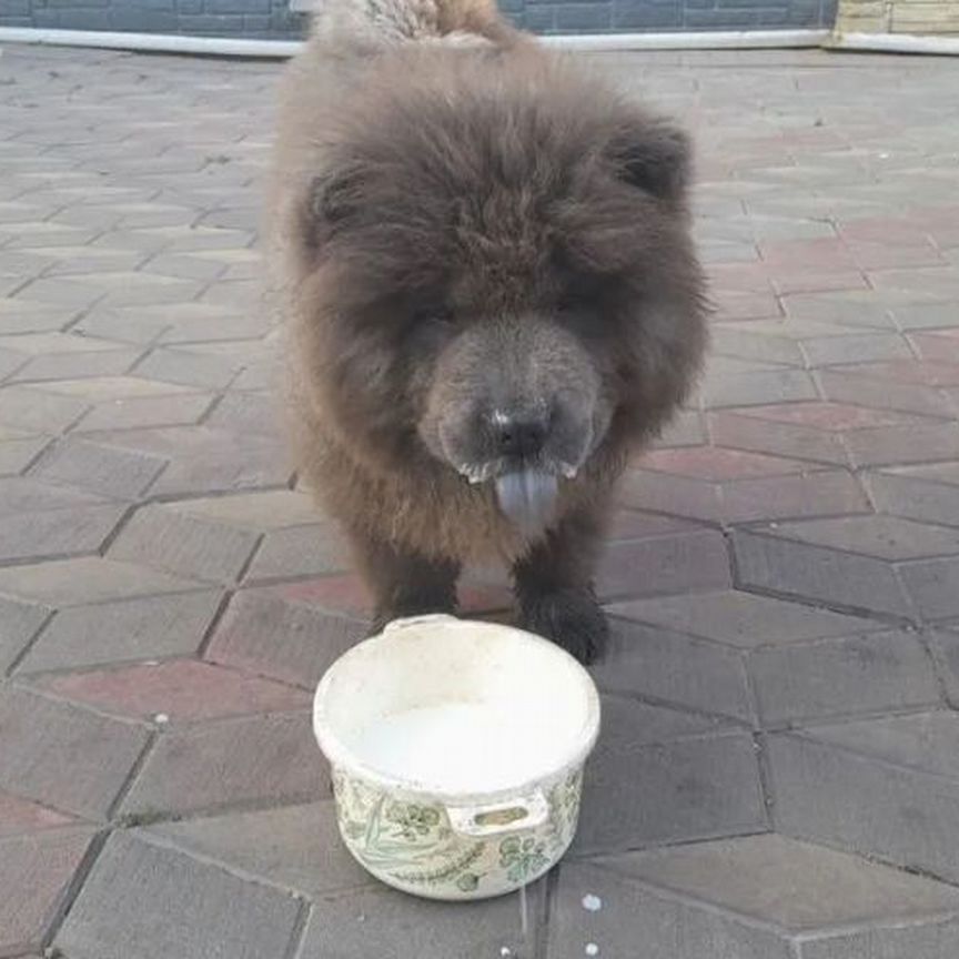 Чау-чау, щенок