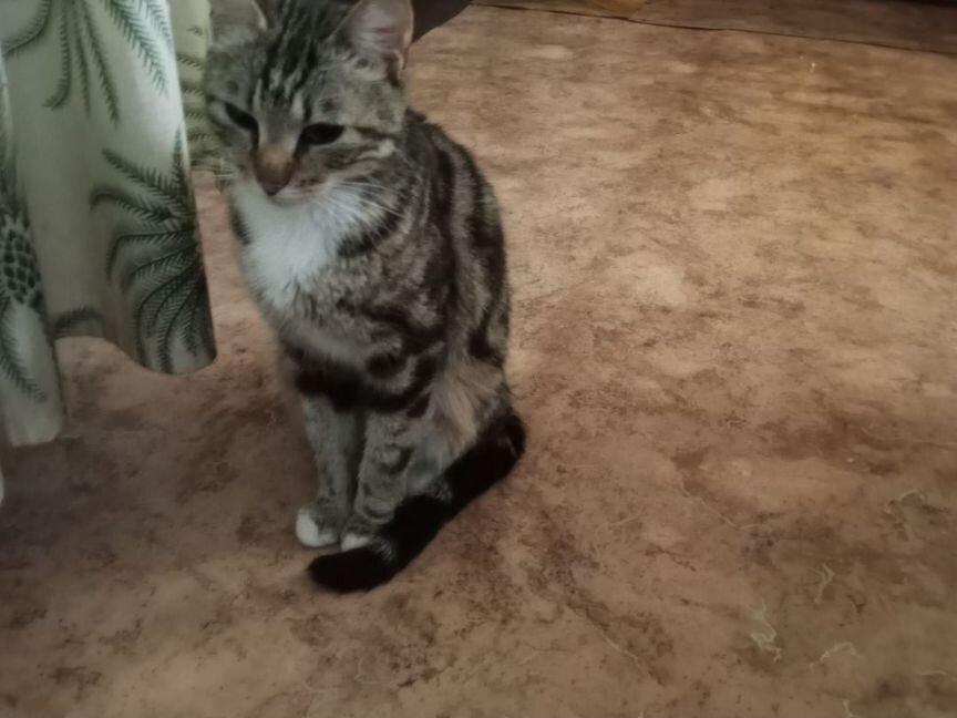 Кошка бенгальская
