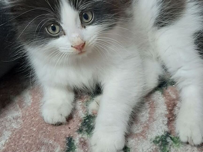 Кот Феликс хвост короткий