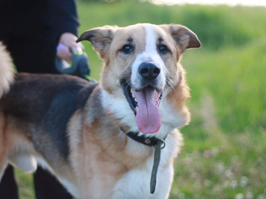 Молодого кобеля бросили привязанным в полях