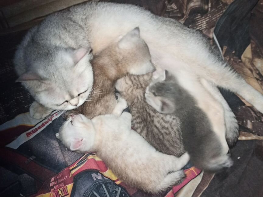Британские котята шиншилла