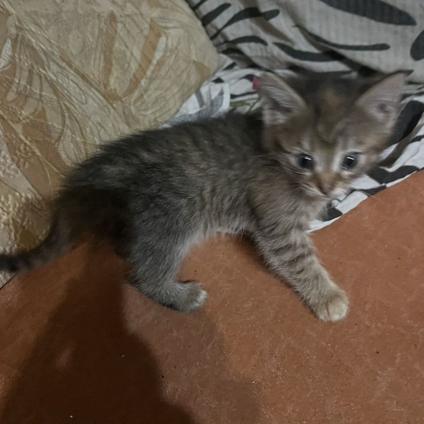 Сибирский котёнок