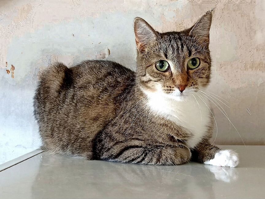 Кошка Лерочка в добрые руки