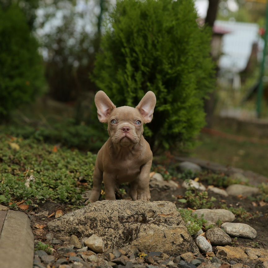 Изабелловые окрасы мальчики