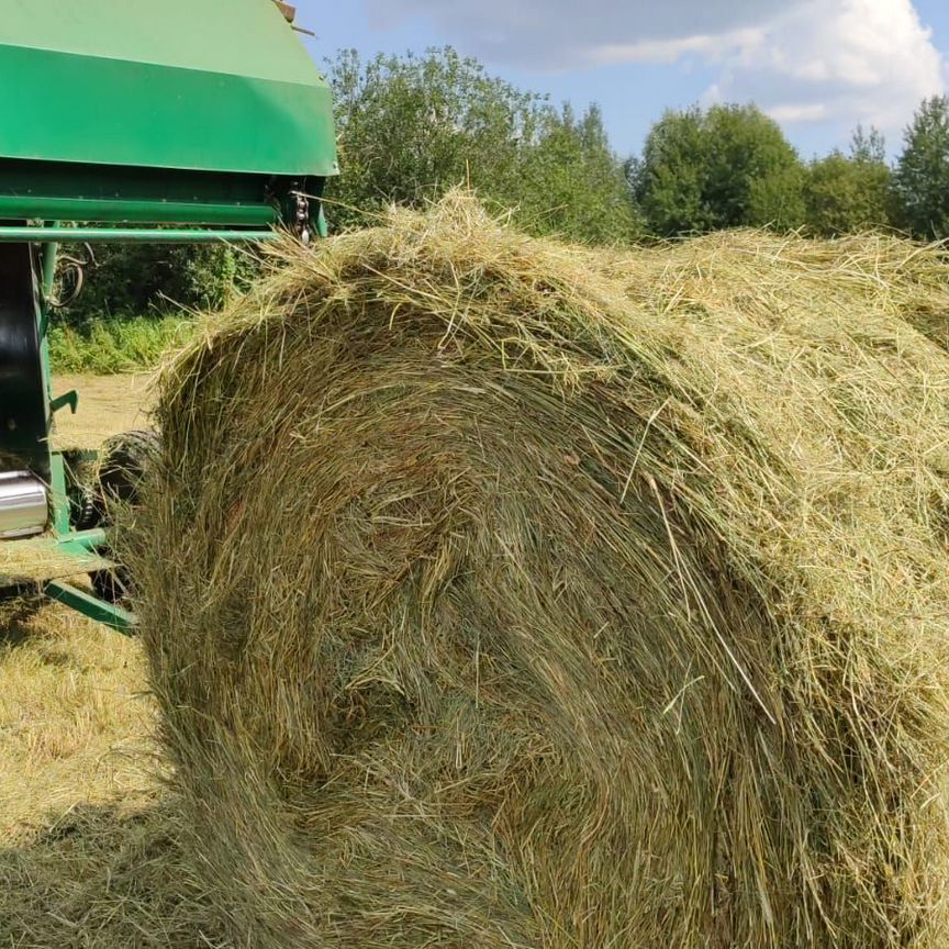Сено в рулонах